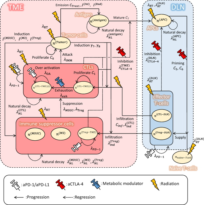 Mathematical mechanistic model representing the cancer immunity cycle ...