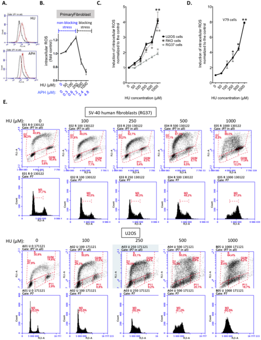 Dysregulation of the low-level replication stress response in ...
