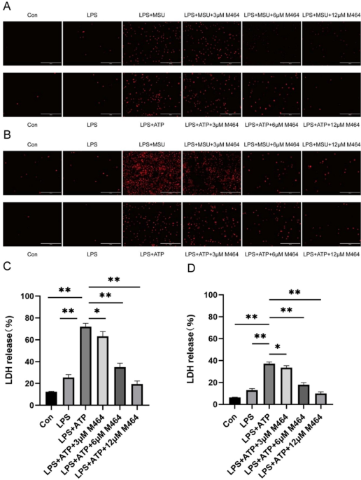 M464 inhibits activation of NLRP3 inflammasome and inflammatory ...