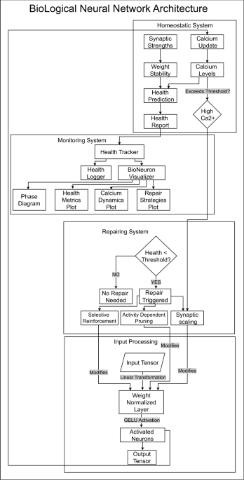 Biologically inspired neural network layer with homeostatic regulation and adaptive repair ...