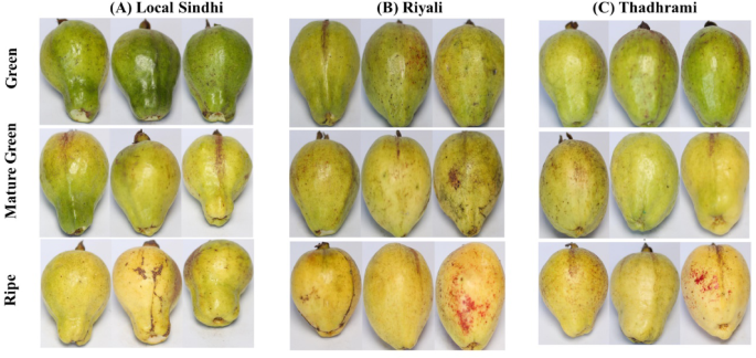 Designing of guava quality classification model based on ANOVA and machine learning | Scientific ...