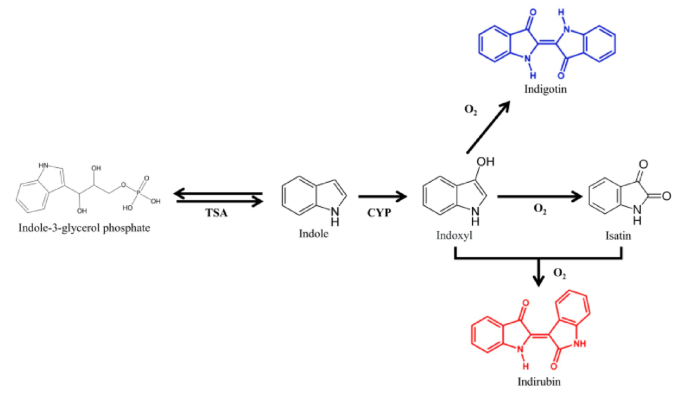 Enhancement of indigotin and indirubin production in root cultures of ...