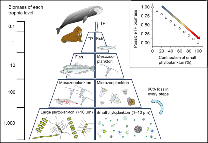 Temperature and CO2 alter trophic structure of Arctic plankton ...