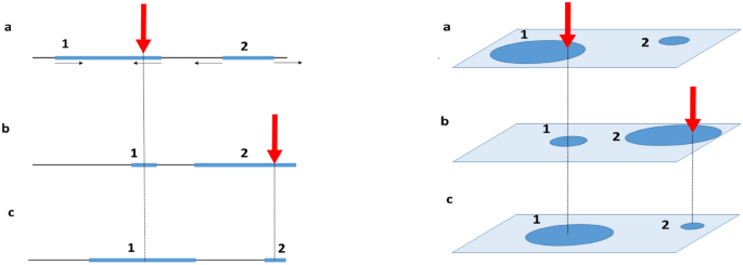 The critical dimension of memory engrams and an optimal number of ...