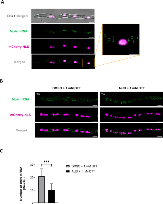 Spatiotemporal regulation of endoplasmic reticulum stress visualized by ...