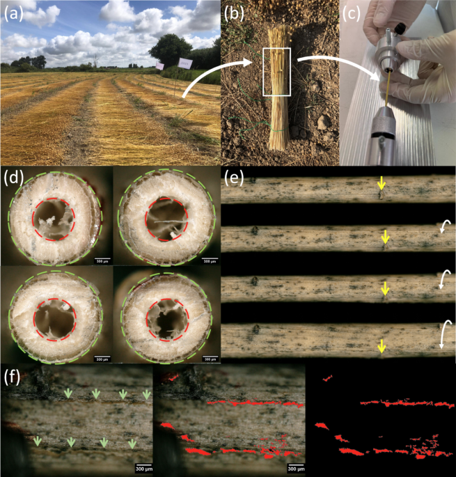Development of a smart farming tool to monitor the degree of dew ...