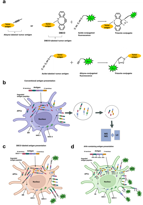 Development of a novel assay for antigen presentation measurement ...