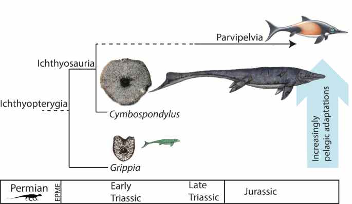 Vertebral microstructure marks the emergence of pelagic ichthyosaurs ...