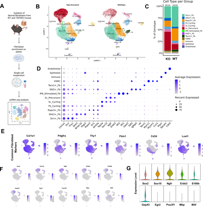 Single cell RNA seq reveals the pro-regenerative phenotype of ...