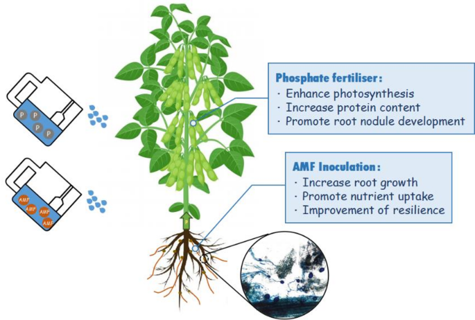 Arbuscular mycorrhizal fungi enhance soybean phosphorus uptake and soil fertility under saline ...