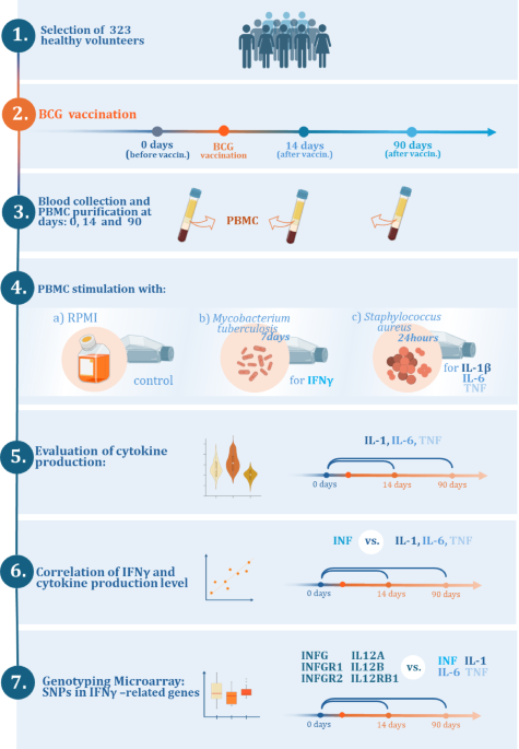 The impact of interferon-γ pathway on trained immunity induction by ...