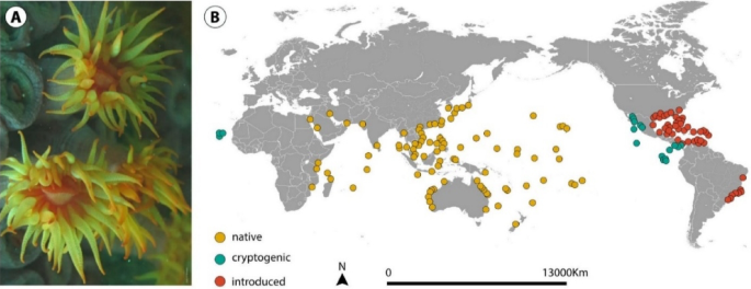 An environmentally friendly bio-based approach to control invasive sun ...