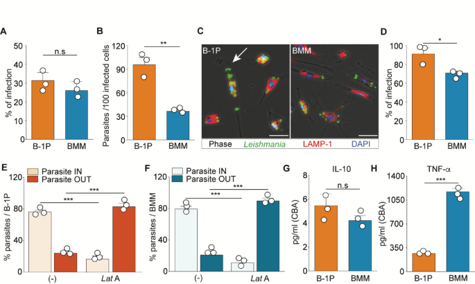Leishmania amazonensis impairs phagosome acidification in B-1 ...