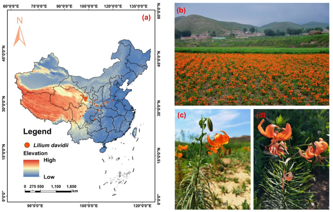 Biomod2 modeling for predicting the potential ecological distribution ...