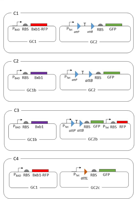 Characterization of recombinase activity across cellular growth phases | Scientific Reports