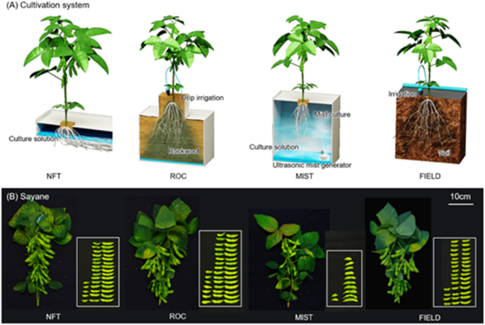 Sustainable Edamame production in an artificial light plant factory ...