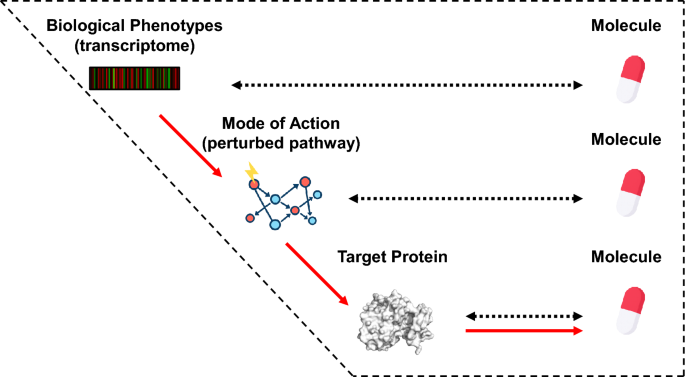 Transcriptome-conditioned molecule generation via gene interaction ...