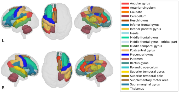 Prenatal brain connectivity and postnatal language: how familial risk ...