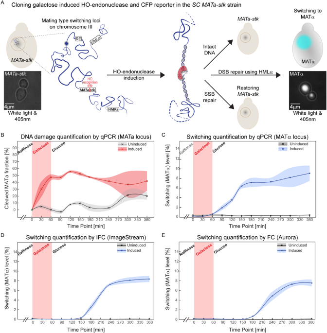 High-throughput DNA repair monitoring in Saccharomyces cerevisiae ...