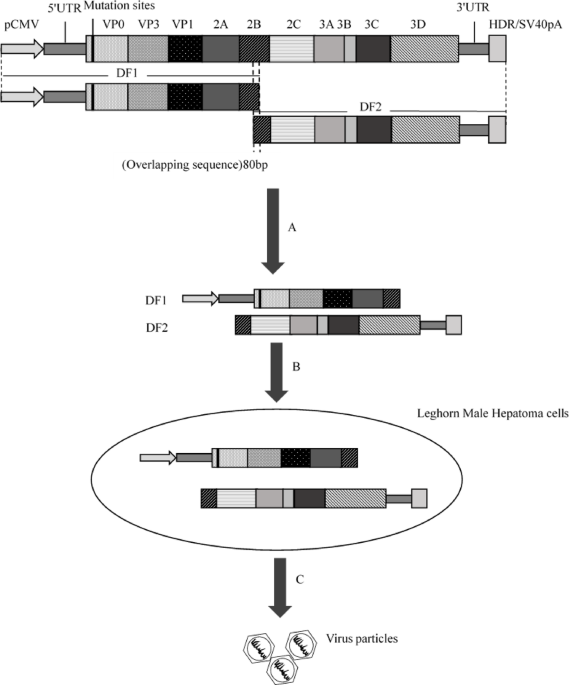 Construction of an infectious clone of novel duck picornavirus using ...