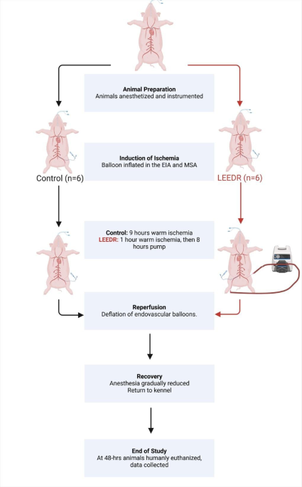 Lower extremity extracorporeal distal revascularization (LEEDR) as a ...