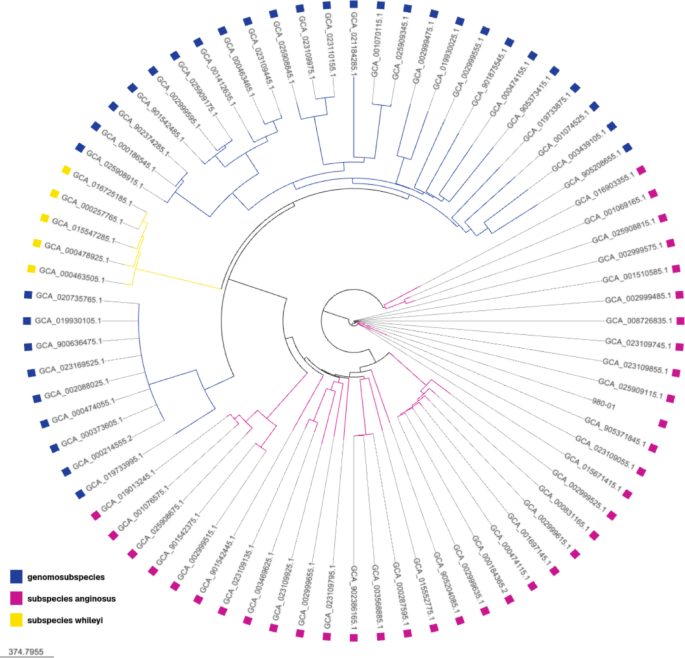 Genome-wide identification of essential genes in the invasive Streptococcus anginosus strain ...