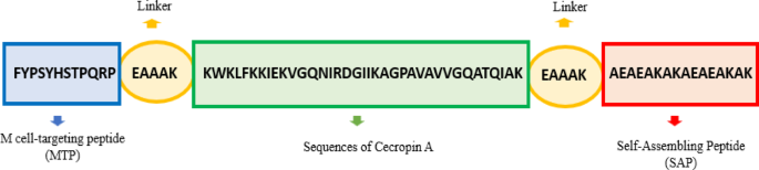 Structure-guided design of a novel, stable, and soluble Cecropin A ...