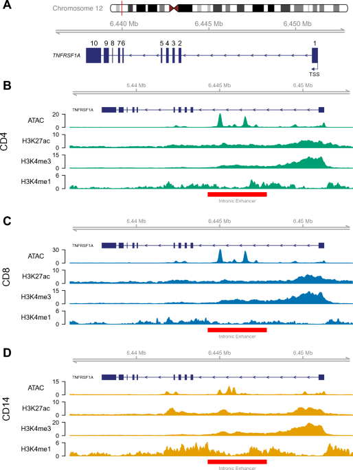 Evidence for enhancer activity in intron 1 of TNFRSF1A using CRISPR ...