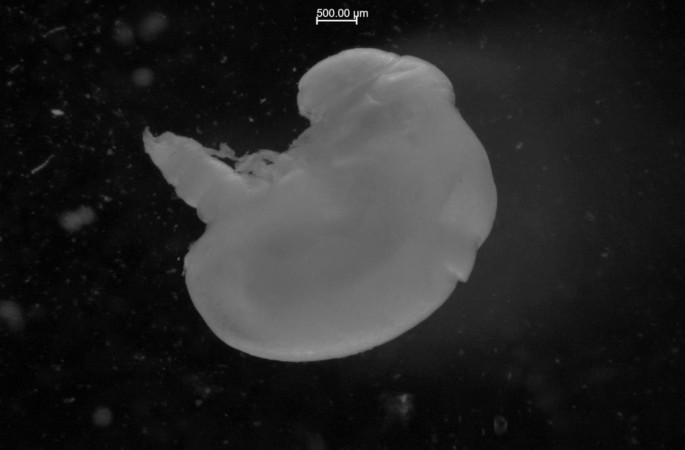 Parasitic Pachypygus gibber poses a silent threat to reproduction and ...