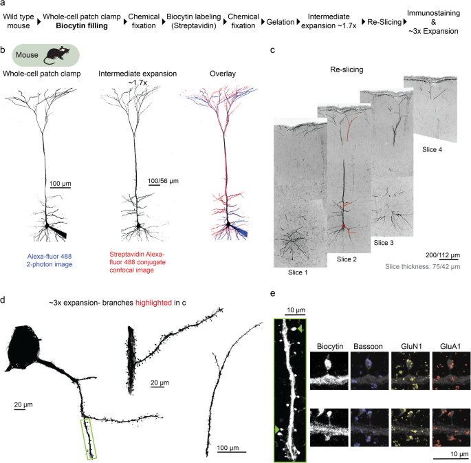 Patch2MAP combines patch-clamp electrophysiology with super-resolution ...