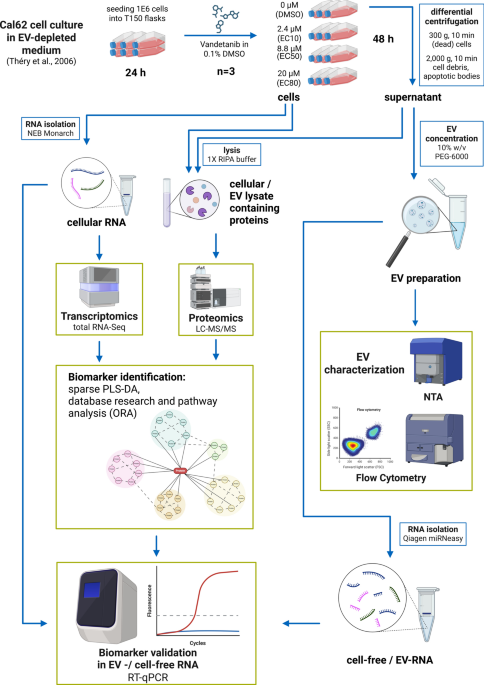 Extracellular vesicle-associated transcriptomic and proteomic ...