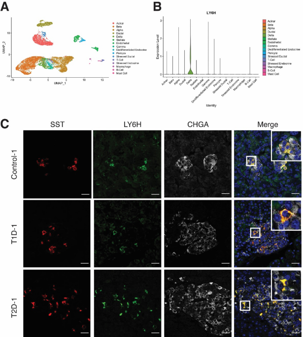 LY6H is a marker of human pancreatic delta cells | Scientific Reports