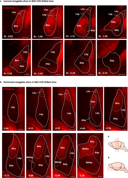 Morphological and electrophysiological diversity and connectivity of ...