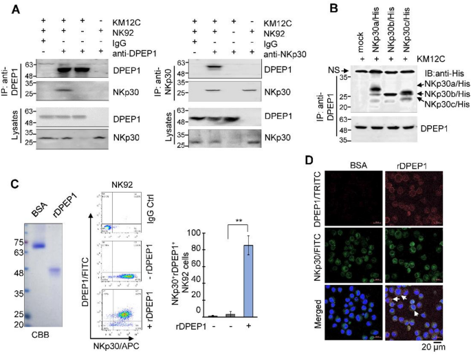 Attenuation of natural killer cell cytotoxicity by interaction between ...