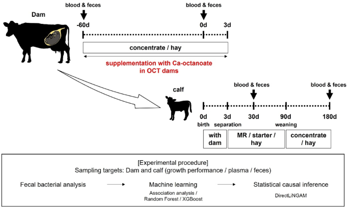 Maternal administration of octanoate, a medium-chain fatty acid ...