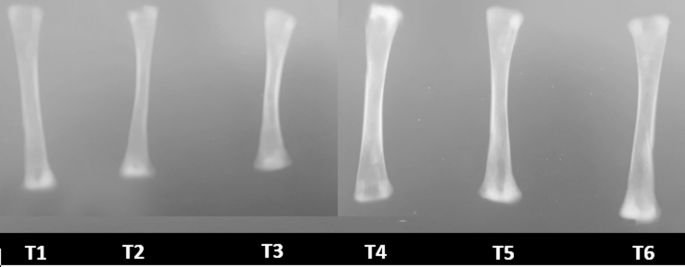 The impact of nano zinc on broiler productivity, tibia bone ...