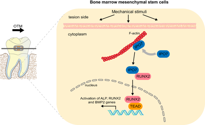 Importin-7 promotes tension-induced osteogenesis by regulating RUNX2 ...
