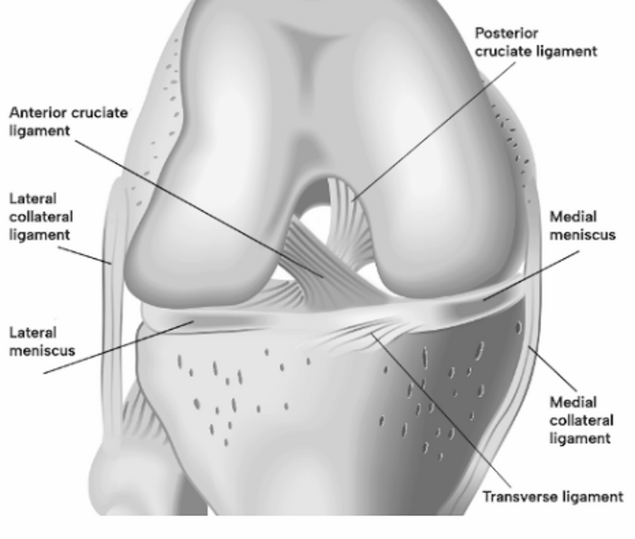 Classification of anterior cruciate ligament tears in knee magnetic ...