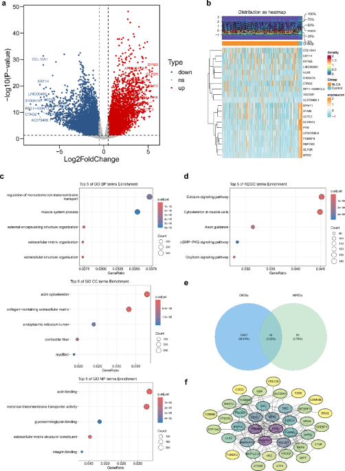 Identification of biomarkers associated with mitophagy in bladder ...