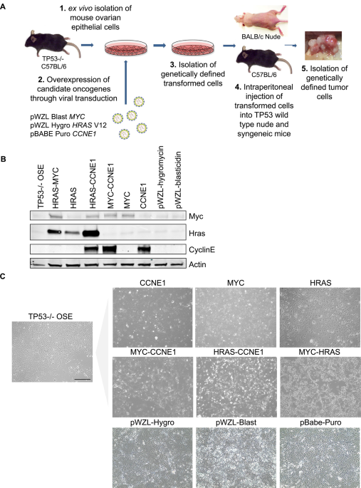Immunocompetent C57BL/6 syngeneic mouse ovarian cancer models with defined genetic alterations ...
