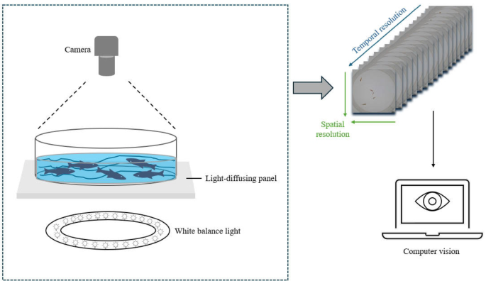 Synergistic enhancement of detection-tracking framework for zebrafish shoaling behavior analysis ...