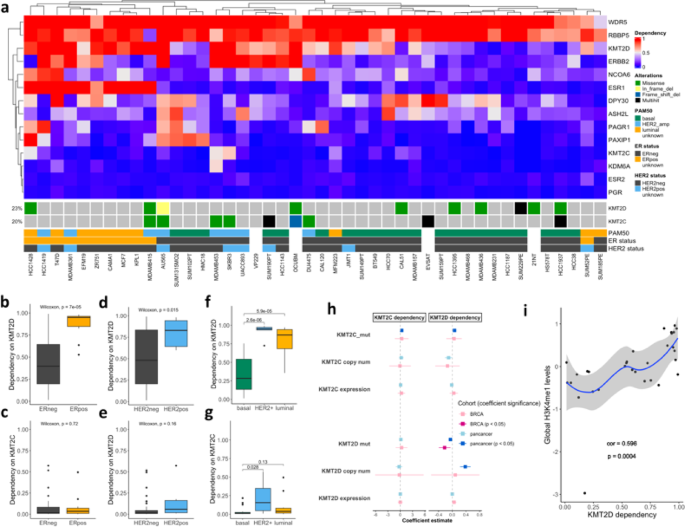 Contrasting roles of KMT2C and KMT2D in breast cancer | Scientific Reports