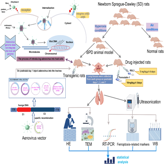 TXNIP mediates ferroptosis in a bronchopulmonary dysplasia mouse model ...