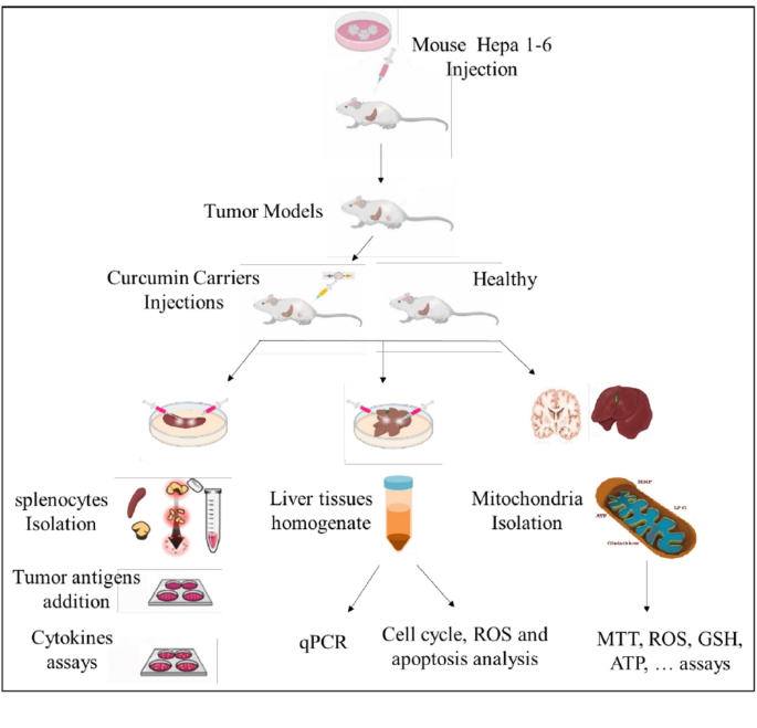 Novel curcumin nanocarrier for targeting drug delivery of mitochondria ...