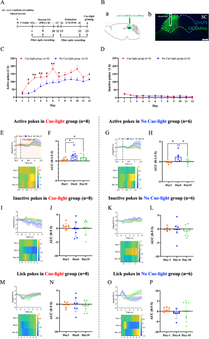 Superior colliculus encodes the visual cue associated with rewarding ...