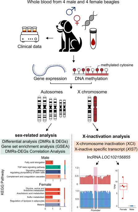 Epigenetic landscape of hormone-independent sexual dimorphism and ...