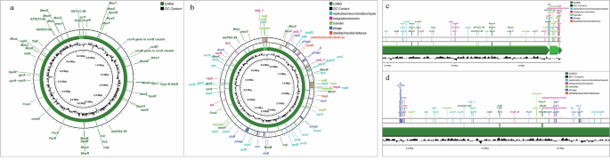 Correction: Molecular and genomic insights into multidrug-resistant ...