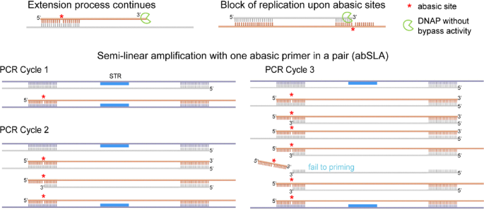Improving STR typing for low template DNA by abasic-site-mediated semi ...