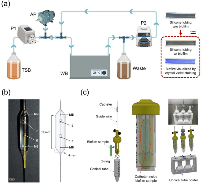 Investigation of shockwave treatment for disruption of bacterial ...