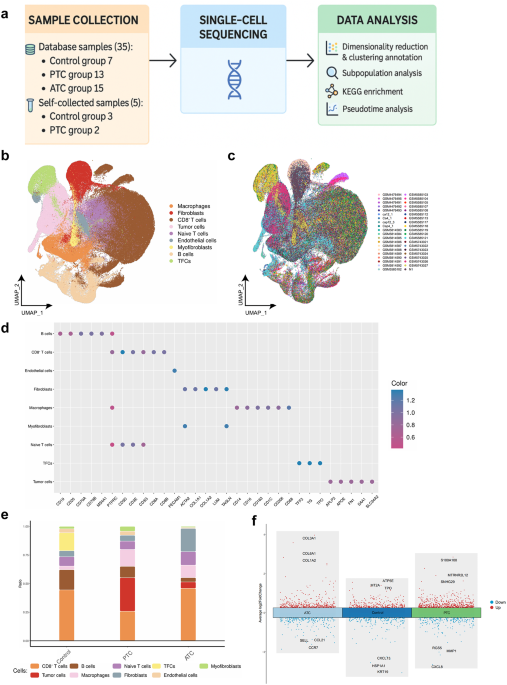 Single-cell transcriptome analysis reveals the potential heterogeneous ...